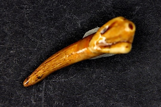 CAVERN BEAR TOOTH - Ursus spelaeus - Pléistocène from Europe.