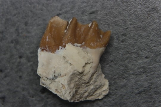 plagiolophus minor - Eocene - Dordogne - France