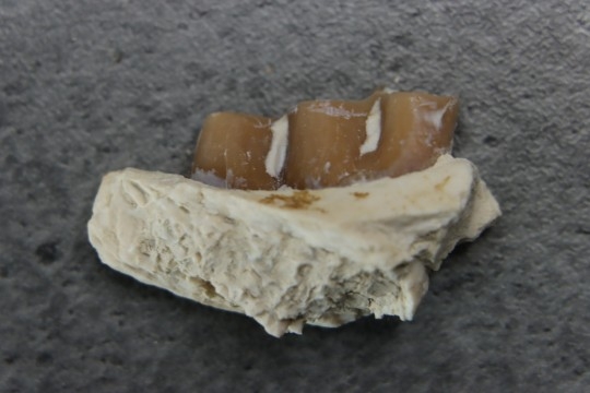 plagiolophus minor - Eocène - Dordogne - France