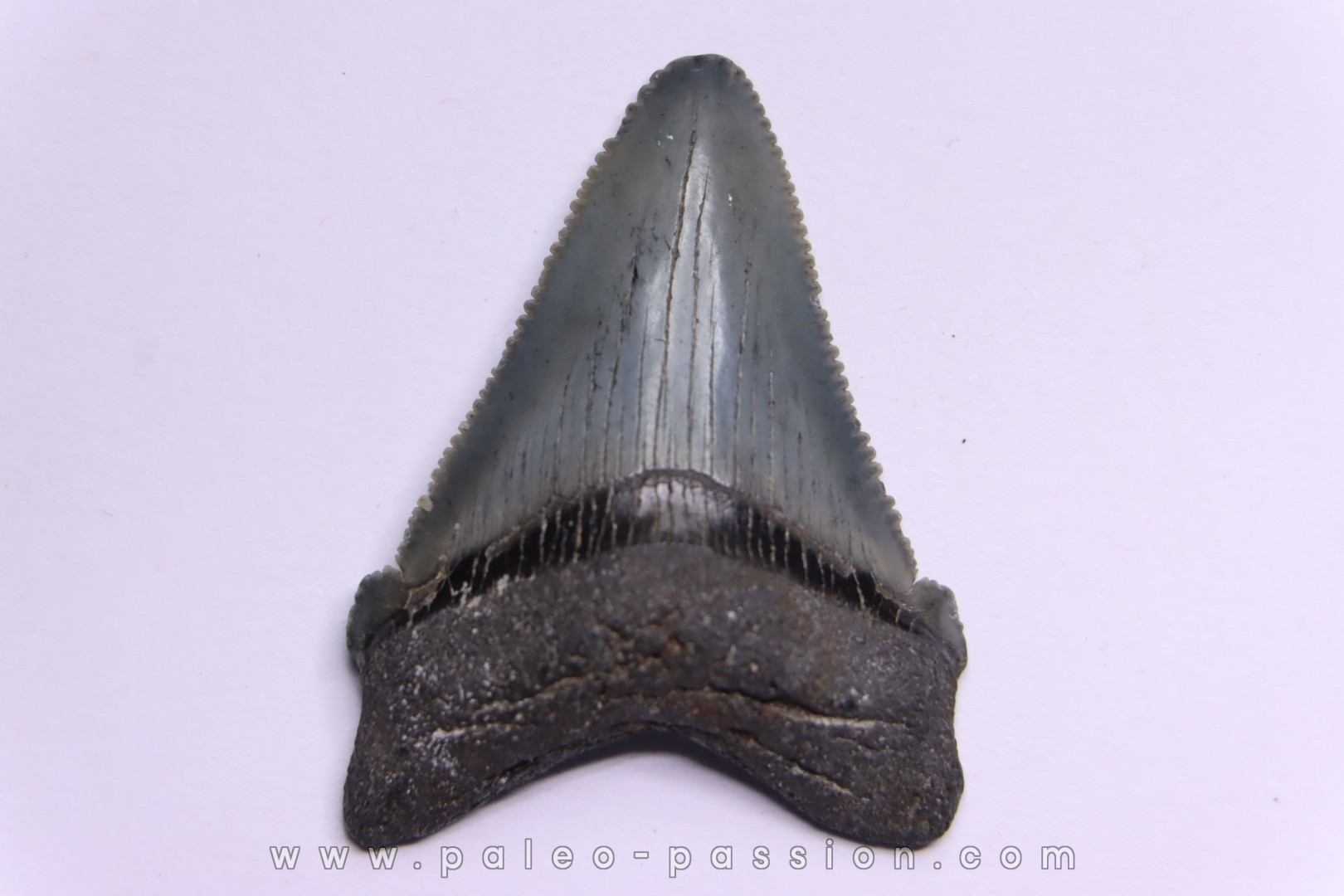 dent de requin: CARCHARODON MEGALODON