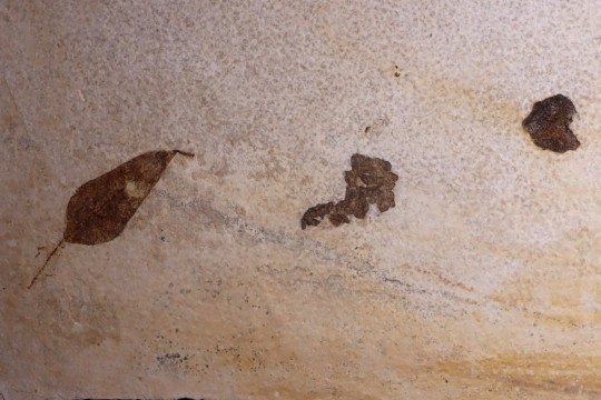 Populus wilmattae and Psidium sp. - Eocène - Green river fmt-18 inch ...