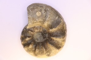CERATITES SPINOSUS Muschelkalk Lindach, Germany