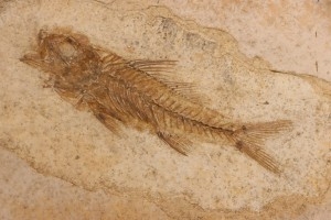 DAPALIS MACRURUS - oligocène de Provence - FRANCE