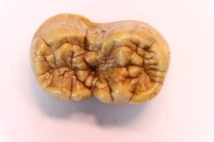 CAVERN BEAR TOOTH - Ursus spelaeus - Pléistocène from Europe.