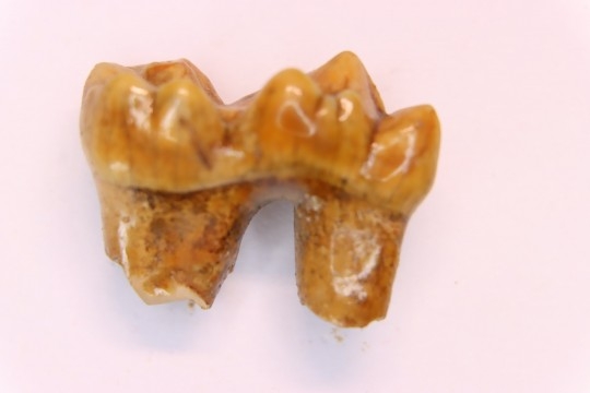 CAVERN BEAR TOOTH - Ursus spelaeus - Pléistocène from Europe.