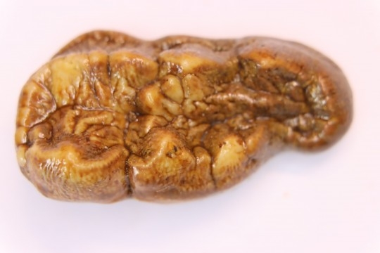 CAVERN BEAR TOOTH - Ursus spelaeus - Pléistocène from Europe.