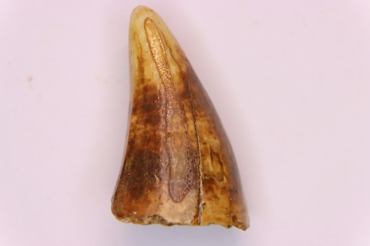 CAVERN BEAR TOOTH - Ursus spelaeus - Pléistocène from Europe.