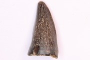 mosasaur tooth: Clidastes sp. - upper cretaceous - Pecan Gap Chalk Fmt ...