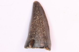 mosasaur tooth: Clidastes sp. - upper cretaceous - Pecan Gap Chalk Fmt ...