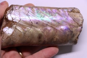 BACULITES COMPRESSUS - campanien - Pierre Shale Fmt - Dakota du sud – USA