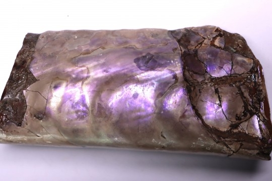 BACULITES COMPRESSUS - campanien - Pierre Shale Fmt - Dakota du sud – USA