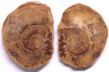 Flemingites radiatus - Eotrias - Ambilobe, Madagascar