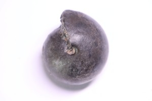Arcestes bicarinatus anisien - Trias GRECE