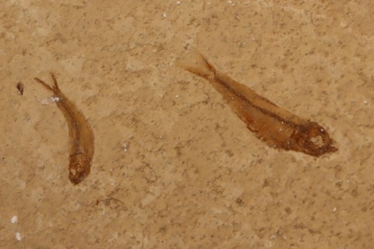 GOSIUTICHTHYS PARVUS - Eocène - green river formation - Farson, Wyoming ...