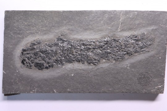 Osteolepis panderi - Dévonien moyen -"old red sandstone Fmt"- Orkney ...