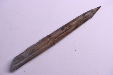 bélemnite: Belemnopsis fusiformis - Bathonian - Normandy, France