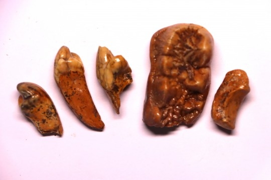 SET OF CAVERN BEAR TOOTH - Ursus spelaeus - Pléistocène from Europe.