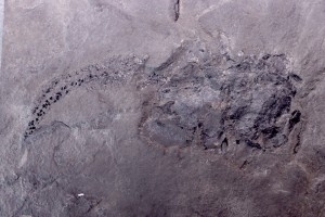 very rare PLACODERME: Coccosteus cuspidatus - Middle Devonian - old red ...