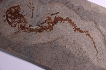 Chelotriturus paradoxus - Miocene moyen - Gacko formation - Gracanica ...