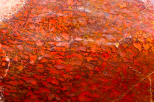 RED Dinosaur bone section, sawn and polished. Jurassic USA