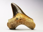 shark tooth Cretoxyrhina mantelli - Cenomanian (Texas)