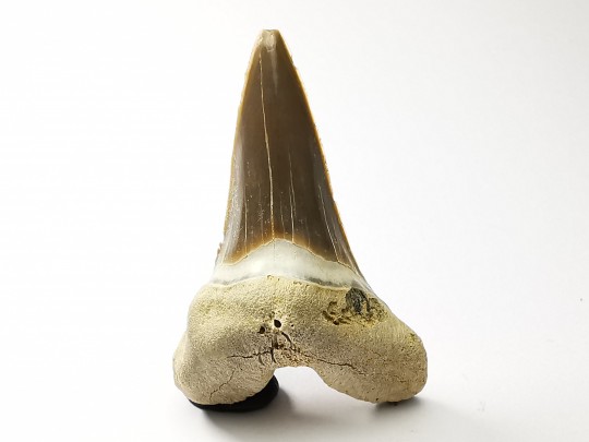 shark tooth Cretoxyrhina mantelli - Cenomanian (Texas)