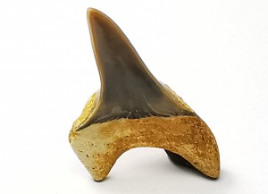 shark tooth Cretoxyrhina mantelli - Cenomanian (Texas)
