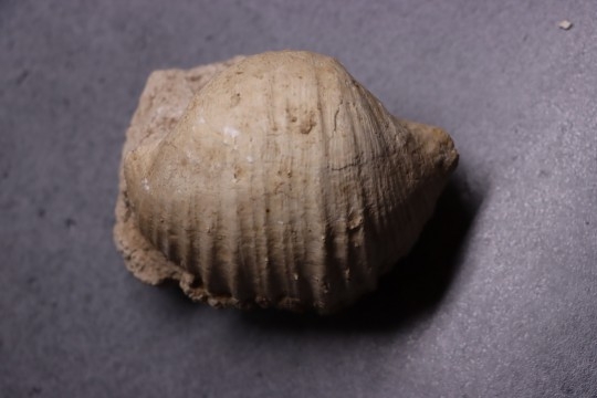 GIGANTOPRODUCTUS GIGANTEUS Carbonifère - Westphalien Cimljansk, Russie