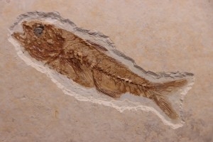 DAPALIS MACRURUS - oligocène de Provence - FRANCE