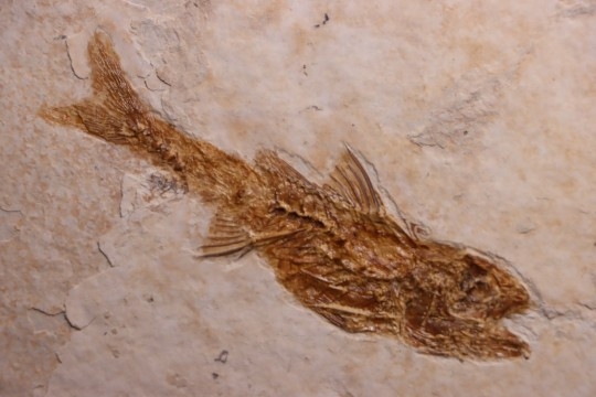 DAPALIS MACRURUS - oligocène de Provence - FRANCE