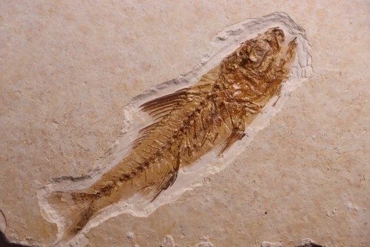 DAPALIS MACRURUS - oligocène de Provence - FRANCE