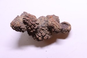 COPROLITHE DE REPTILE - cénozoïque - région de Betsiboka, province de ...