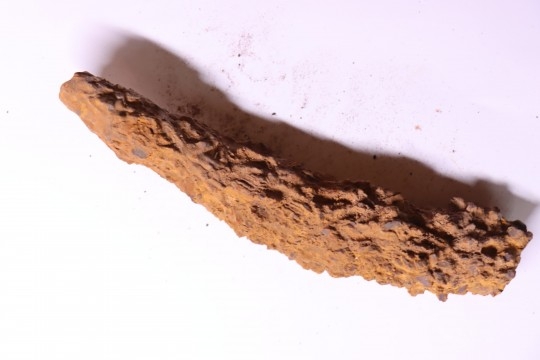 coprolithe of reptil - cenozoic - Betsiboka, province of Majunga ...