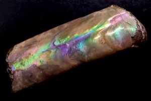 BACULITES COMPRESSUS - upper Campanian - Pierre Shale Fmt - south ...