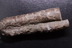 POLYPTYCHOCERAS sp. santonien Teskio, Hokkaido - Japon