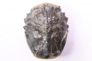 crabe: Notopocorystes stokesii - albien moyen - ancienne carrière ...