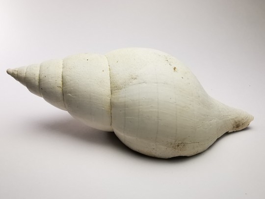 GASTEROPODE : Fasciolaria apicina - Pléistocène - Floride