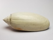 GASTROPOD: Oliva reticularis - Pleistocene - Florida, USA