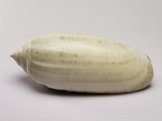 GASTROPOD: Oliva reticularis - Pleistocene - Florida, USA