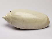 GASTROPOD: Oliva reticularis - Pleistocene - Florida, USA