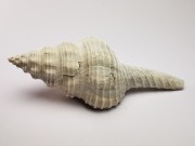 GASTEROPODE : Fusinus caloosaensis - Pléistocène - Floride