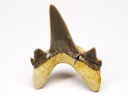 shark tooth Cretodus crassidens - Cenomanian (Texas)