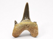 shark tooth Cretodus crassidens - Cenomanian (Texas)