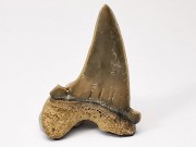 shark tooth Cardabiodon venator - Cenomanian (Texas)