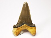 dent de requin Cardabiodon venator - Cénomanien (Texas)