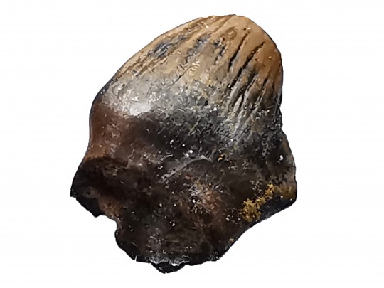 dent de dinosaure Denversaurus schlessmani - Maastrichtien (Sud Dakota)