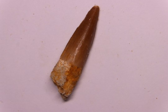 SPINOSAURUS AEGYPTIACUS