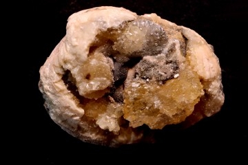 bivalve fossil CLAM with honey calcite geode: Mercenaria permagna ...