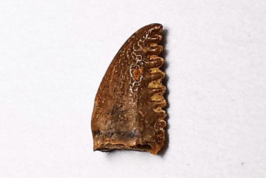 dinosaur tooth Pectinodon bakkeri - Maastrichtian (South Dakota)