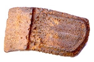 Holmesina flordanus pliocene florida river deposit Florida, USA